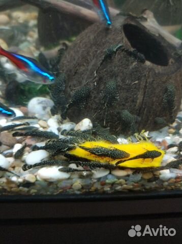 Мальки сомиков анцистров / анциструс