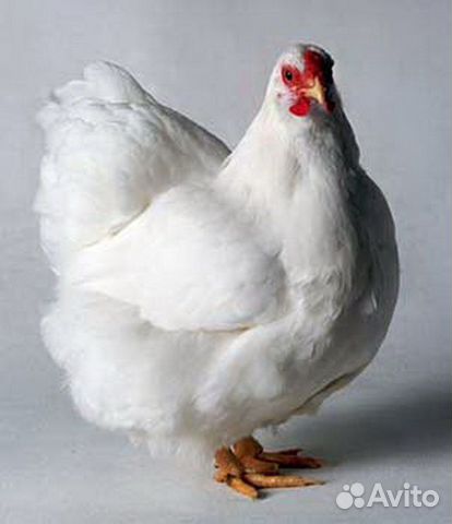 Бройлер маточный