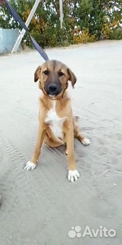 Щенок с очень хорошими охранными качествами