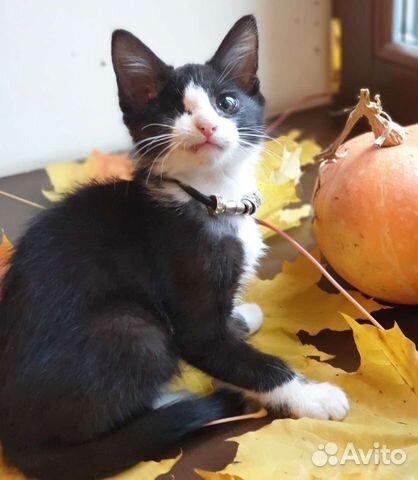 Осеннее счастье