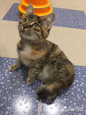 Котёнок Зая 3,5 мес. В поисках семьи