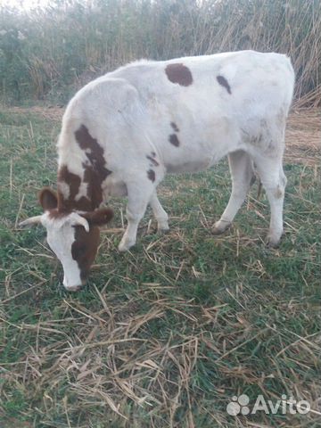 Продаётся телочка