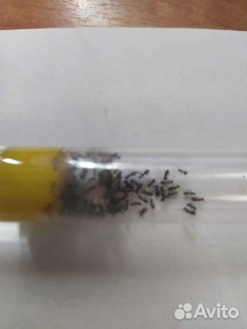 Муравьи Lasius Niger