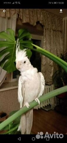 Попугай карелла. Мальчик, 2,5 года