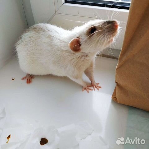 Крыски мальчики