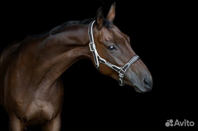 Спортивная лошадь в конкур/выездку