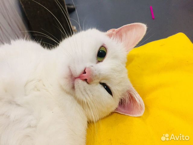 Кошечка Беляша