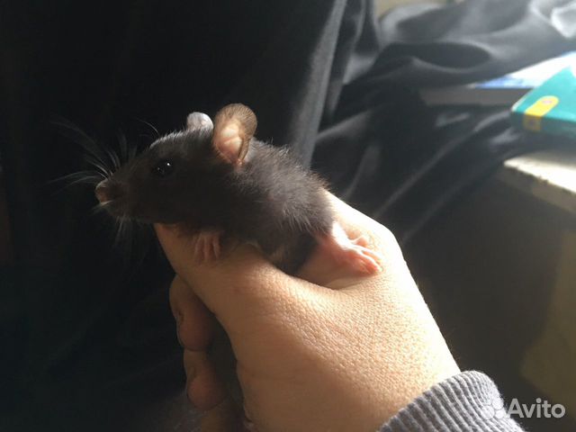 Дамбик