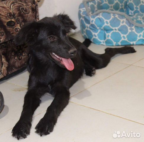 Щенок Мая ищет дом