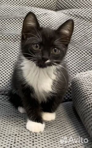 Котенок