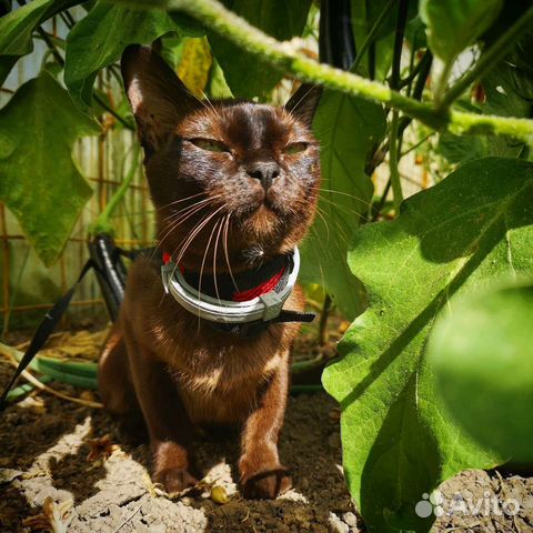 Бурманские котята