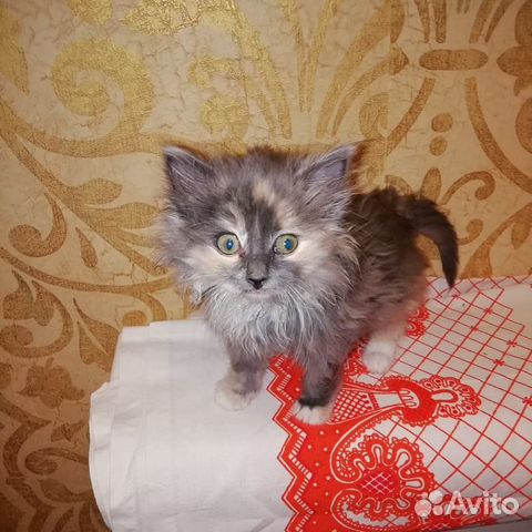 Пушистая очаровашка ищет дом