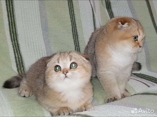 Вислоухие золотые шиншиллы в разведение