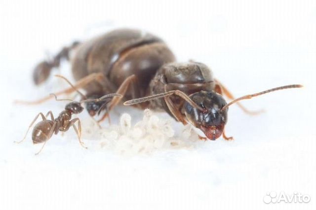 Муравьи Lasius niger