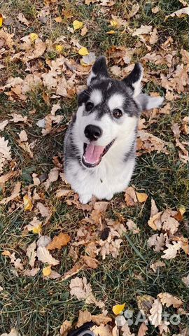 Сибирский хаски