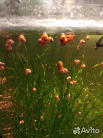 Улитки катушки