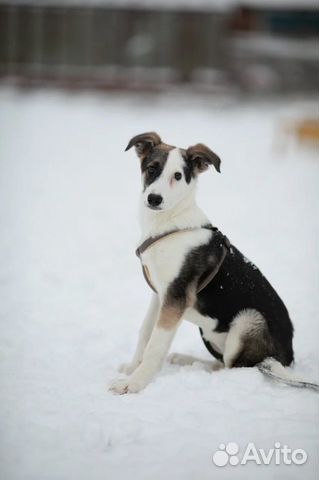 Щенок Инь-Янь в добрые руки