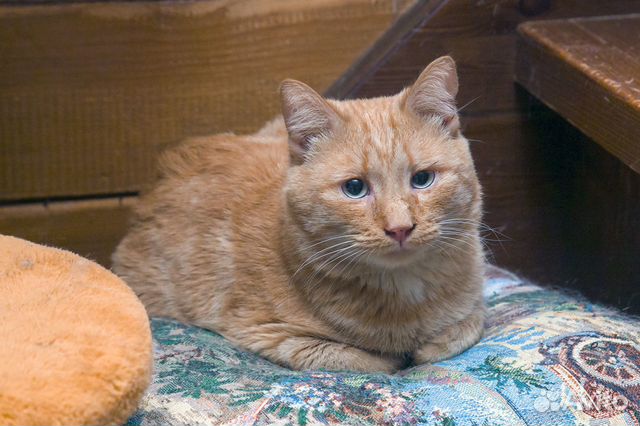 Кот Егорка 1 год. Привит, кастрирован. Привезем