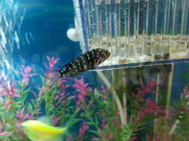 Трофеус звёдчатый (дубаиси)