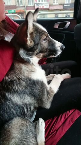 Пристраивается красивый пес