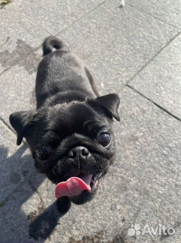 Щенок мопса черный