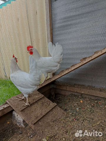 Куры несушки (1500 за 5 куриц)