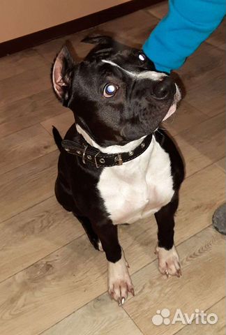 Стаффордширский терьер