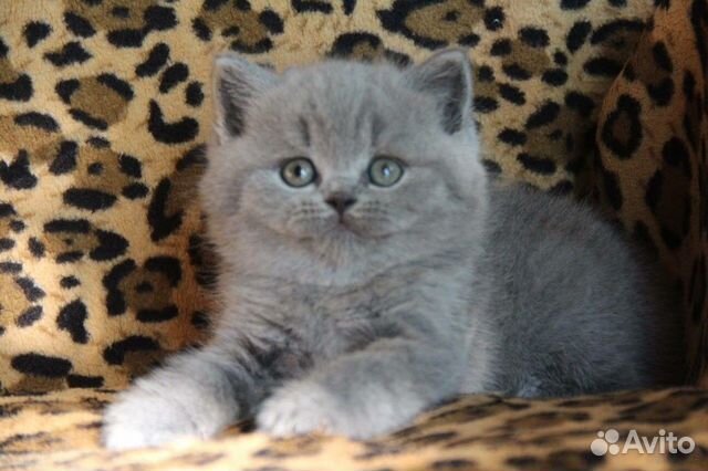 Британские котята