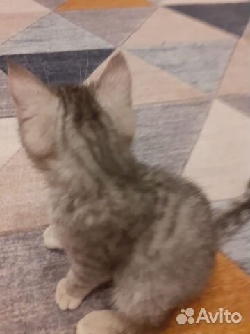 Продадим шотландского котёнка