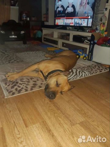 Собаки бесплатно в добрые руки