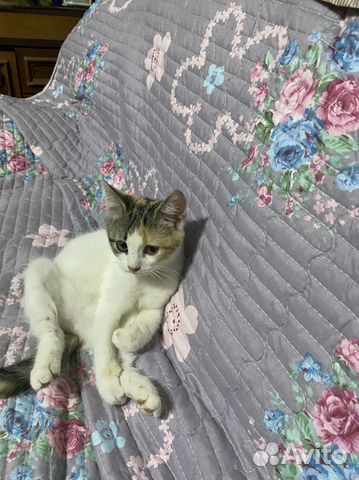 Кошка