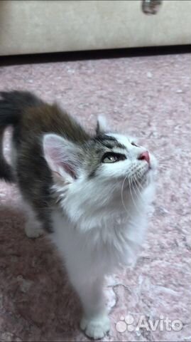 Котята