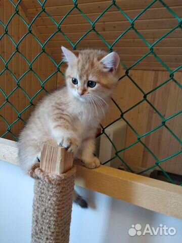 Британский золотой котик