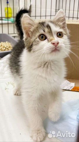 Котёнок в добрые ручки