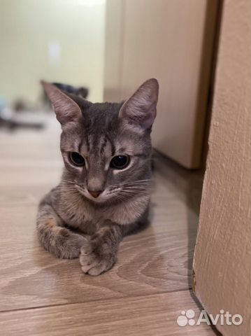 Ласковая приласковая Маняша