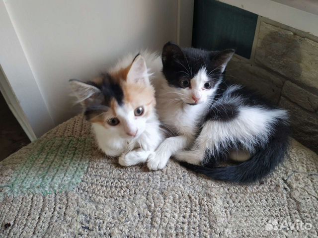 Котята-девочки, 2 мес