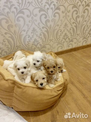 Мальтипу f1 и Мальтийские болонки