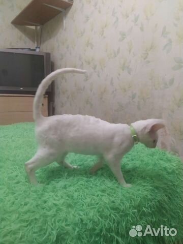 Познакомьтесь - это Ксюша)