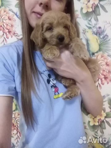 Мальтипу F1 mini мальчик