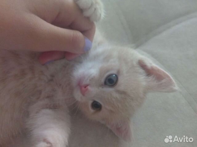 Котёночек в добрые руки