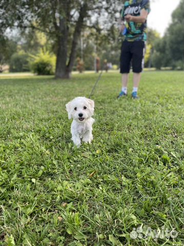 Мальтийская болонка