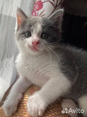 Котёнок