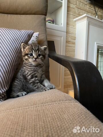 Котенок