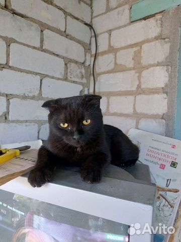 Кошка шотландская вислоухая