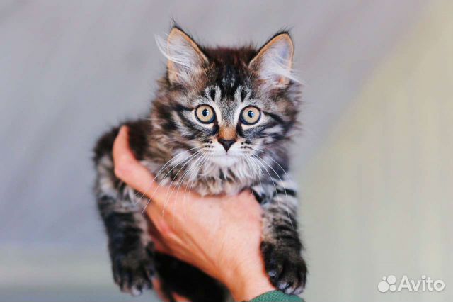 Пушистый полосатик в добрые руки. Привезу