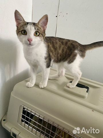 Кошка 11 мес