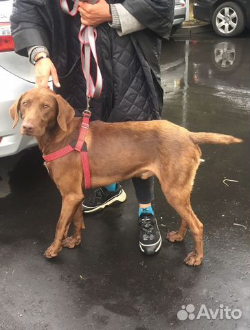 Венгерская выжла, мальчик, около года