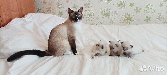 Котята сиамские / сноу шу