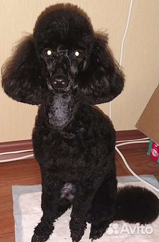 Плюшевая собака, гипоаллергенная Той-пудель