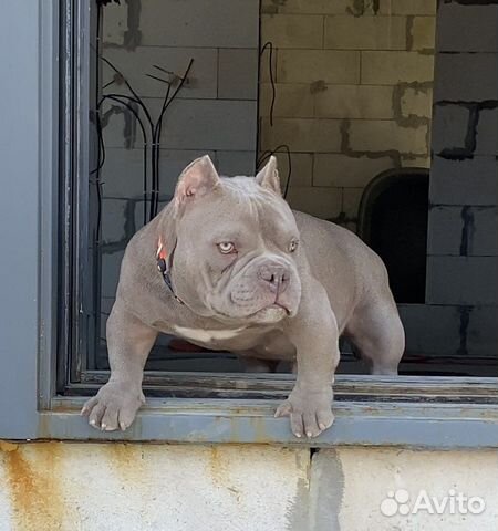Американский булли микро экзот